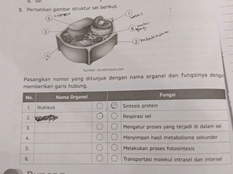 3. Perhatikan gambar struktur sel berikut. | StudyX