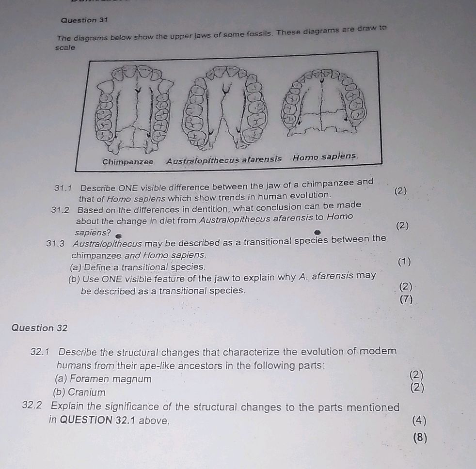 Question 31 The diagrams below show the | StudyX