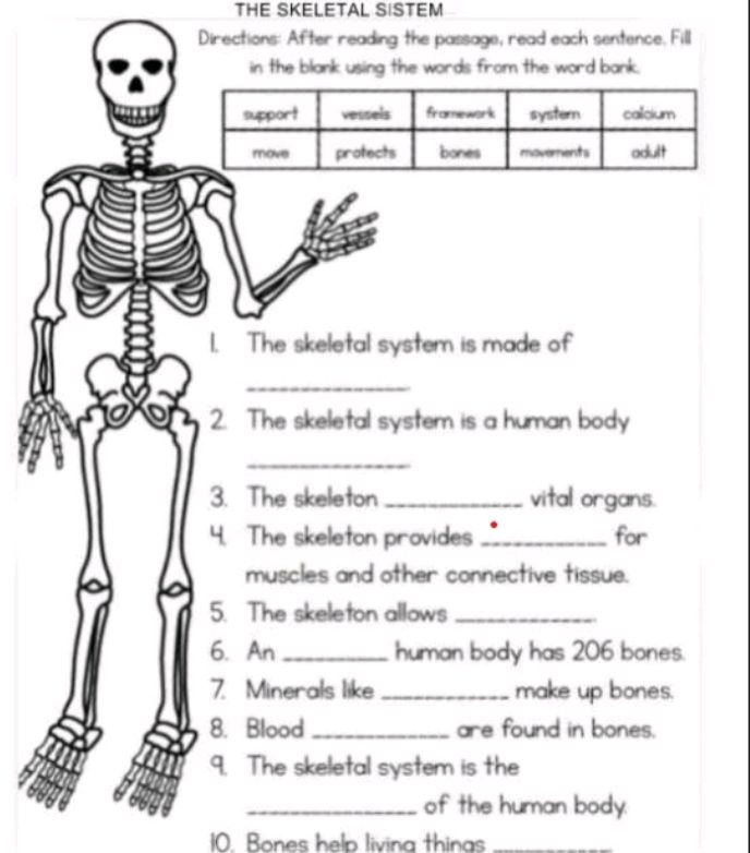 THE SKELETAL SISTEM Directions: After | StudyX