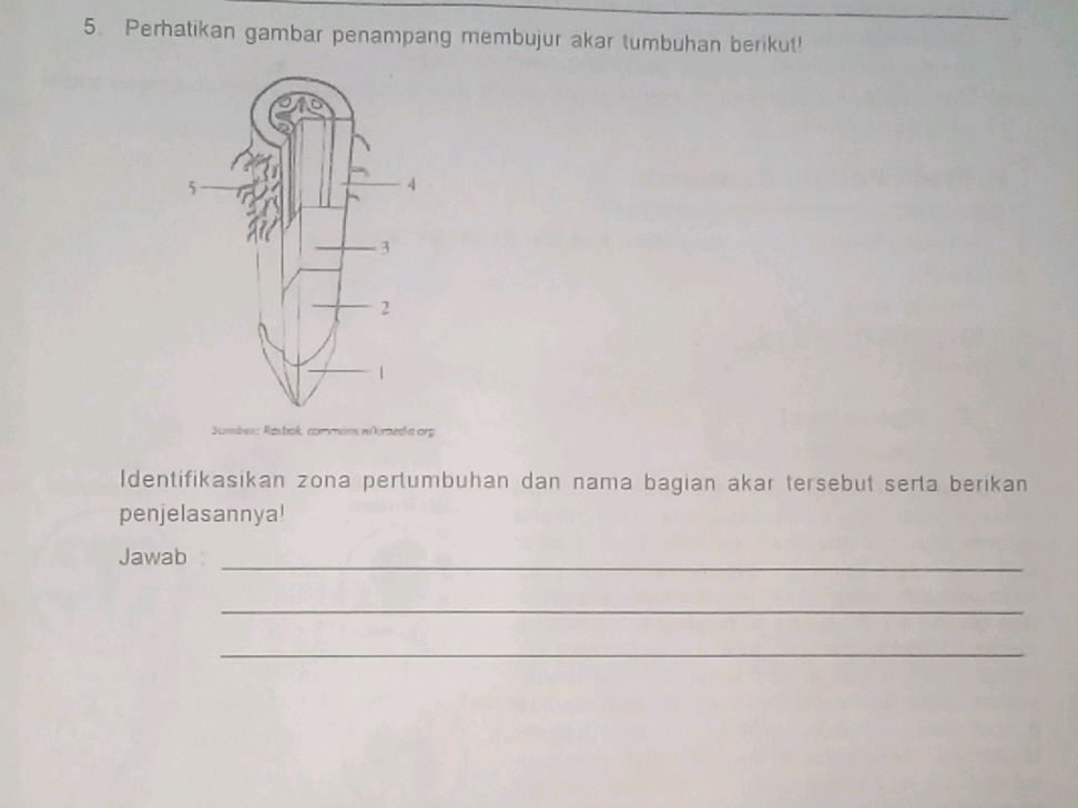 5. Perhatikan gambar penampang membujur akar | StudyX
