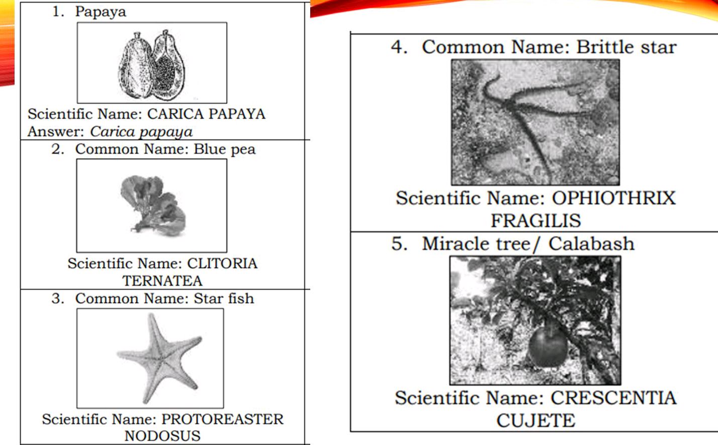 1. Papaya Scientific Name: CARICA PAPAYA | StudyX