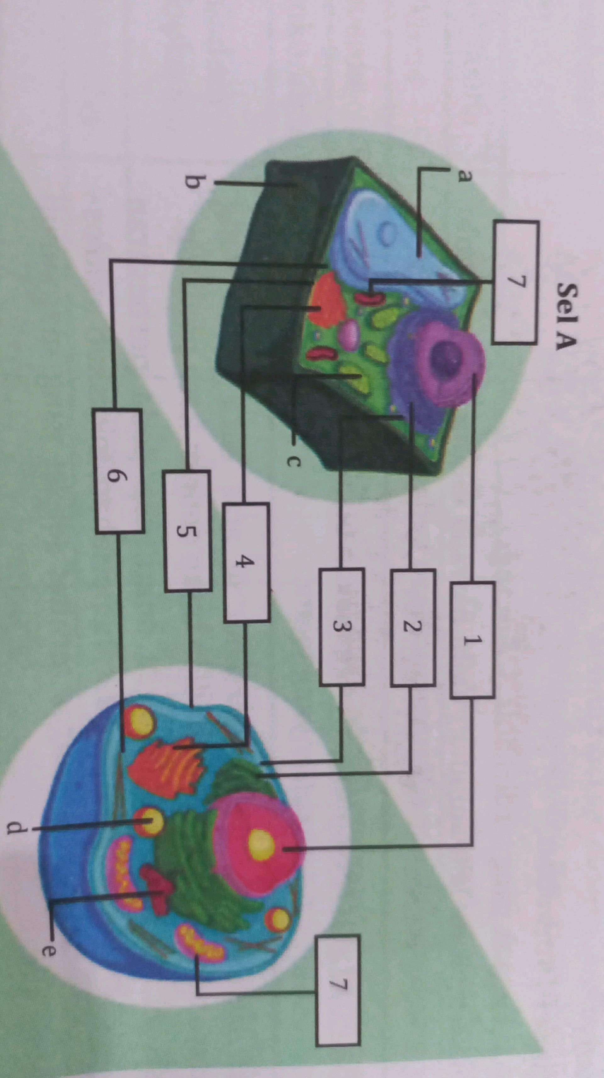 The image shows a diagram of a cell (Sel A)
