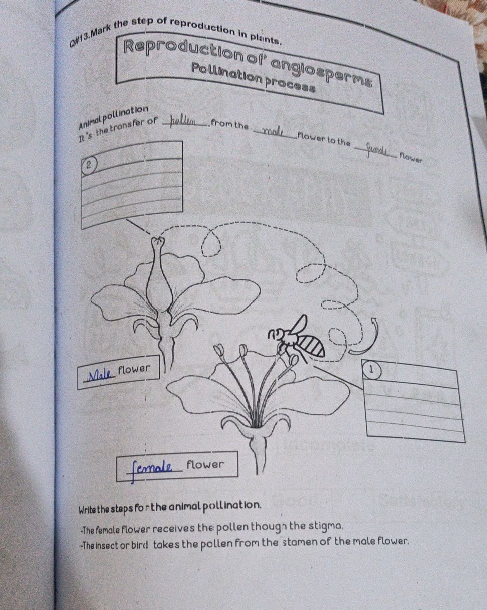 Q#13. Mark the step of reproduction in | StudyX