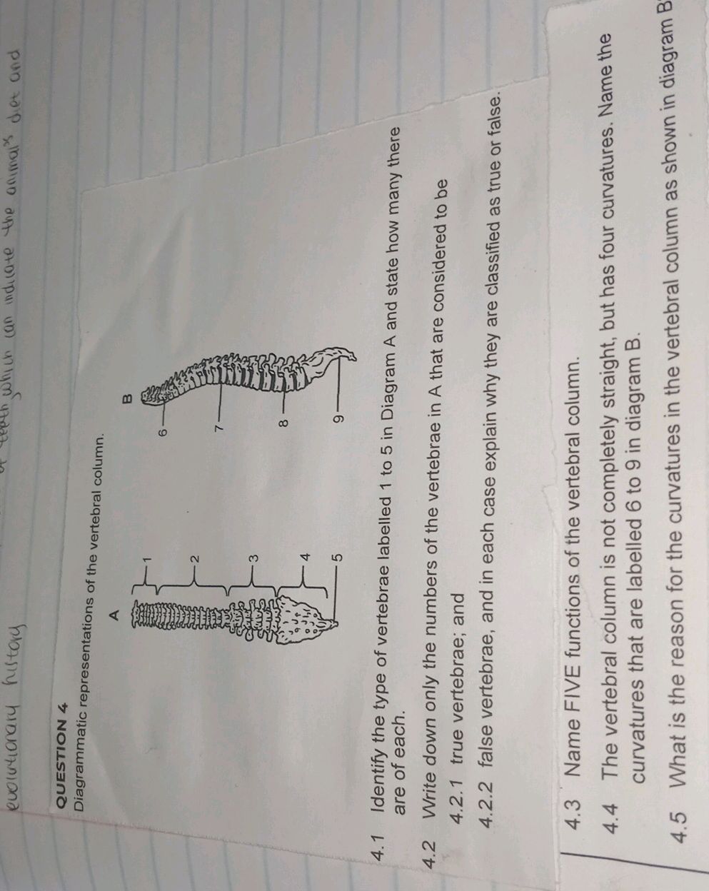 4.1 Identify the type of vertebrae labelled