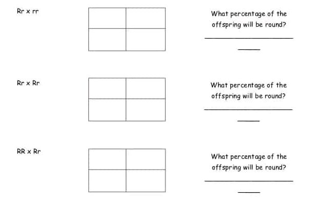Rr x rr What percentage of the offspring | StudyX