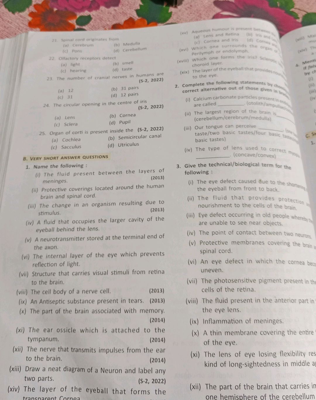 21. Spinal cord originates from (a) Cerebrum | StudyX