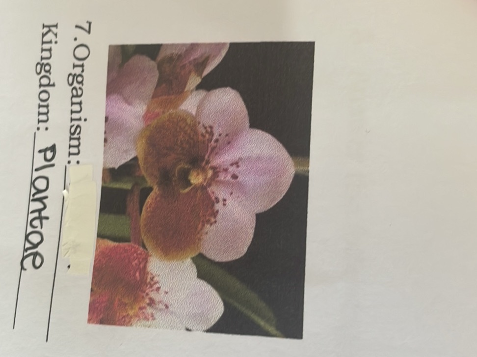 Plant Kingdom Classification | StudyX