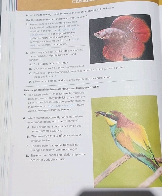 A gene mutation in the betta fish results in