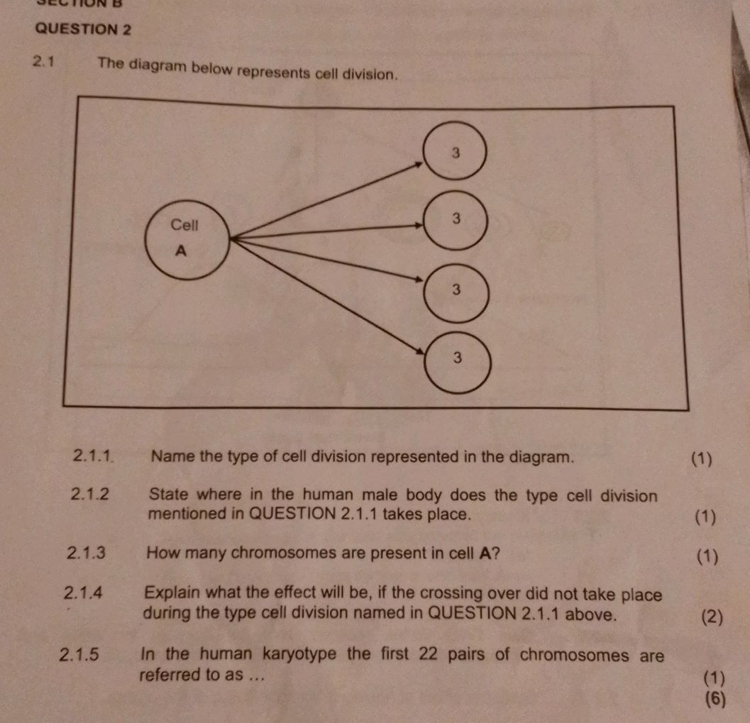 2.1 The diagram below represents cell | StudyX