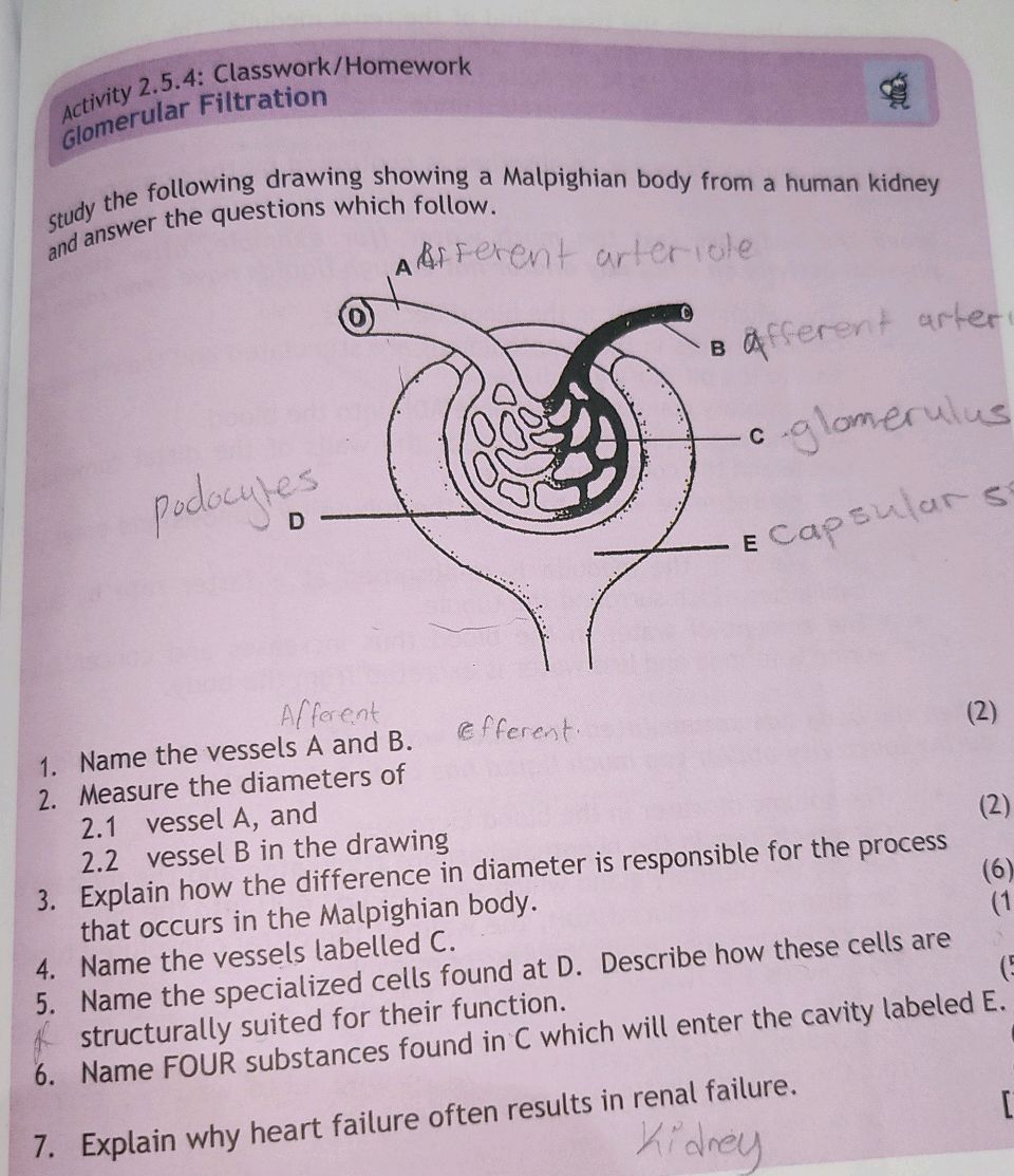 1. Name the vessels A and B. 2. Measure | StudyX
