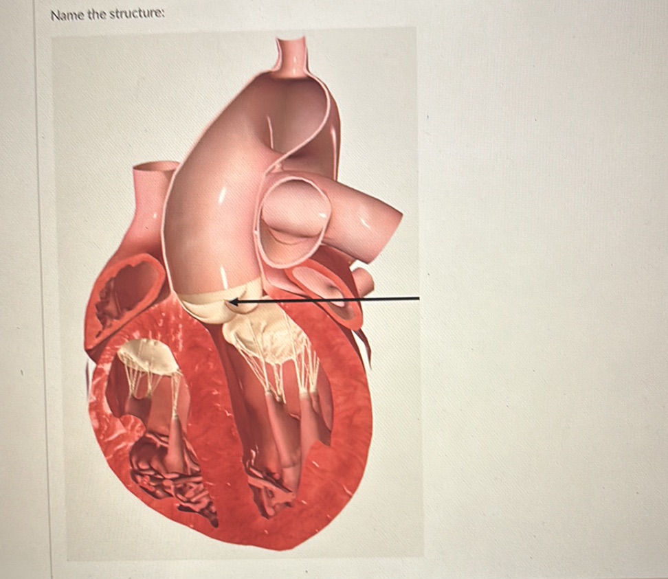Identify Heart Structure | StudyX