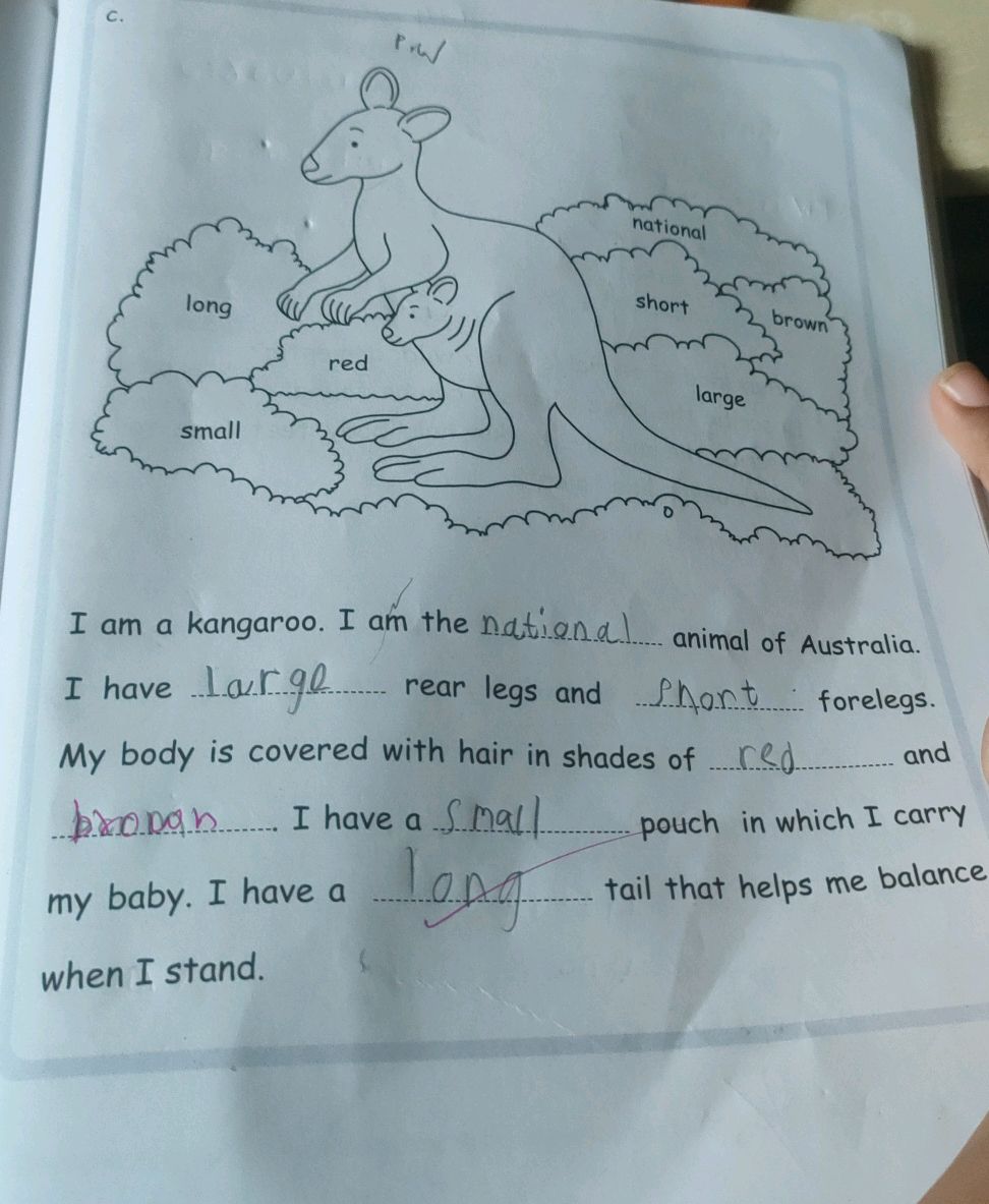 I am a kangaroo. I am the national animal of
