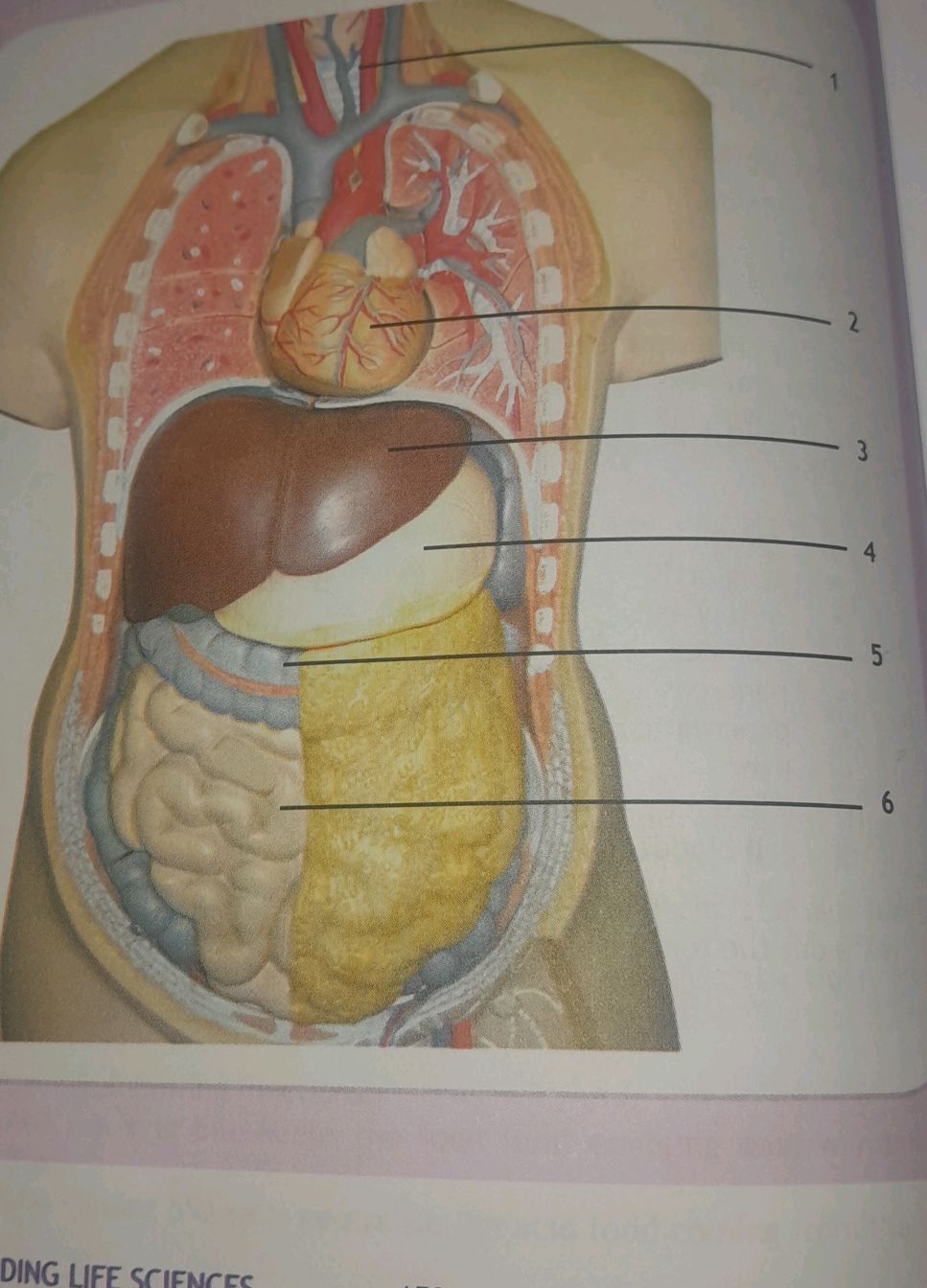 Identify the labeled parts of the human | StudyX