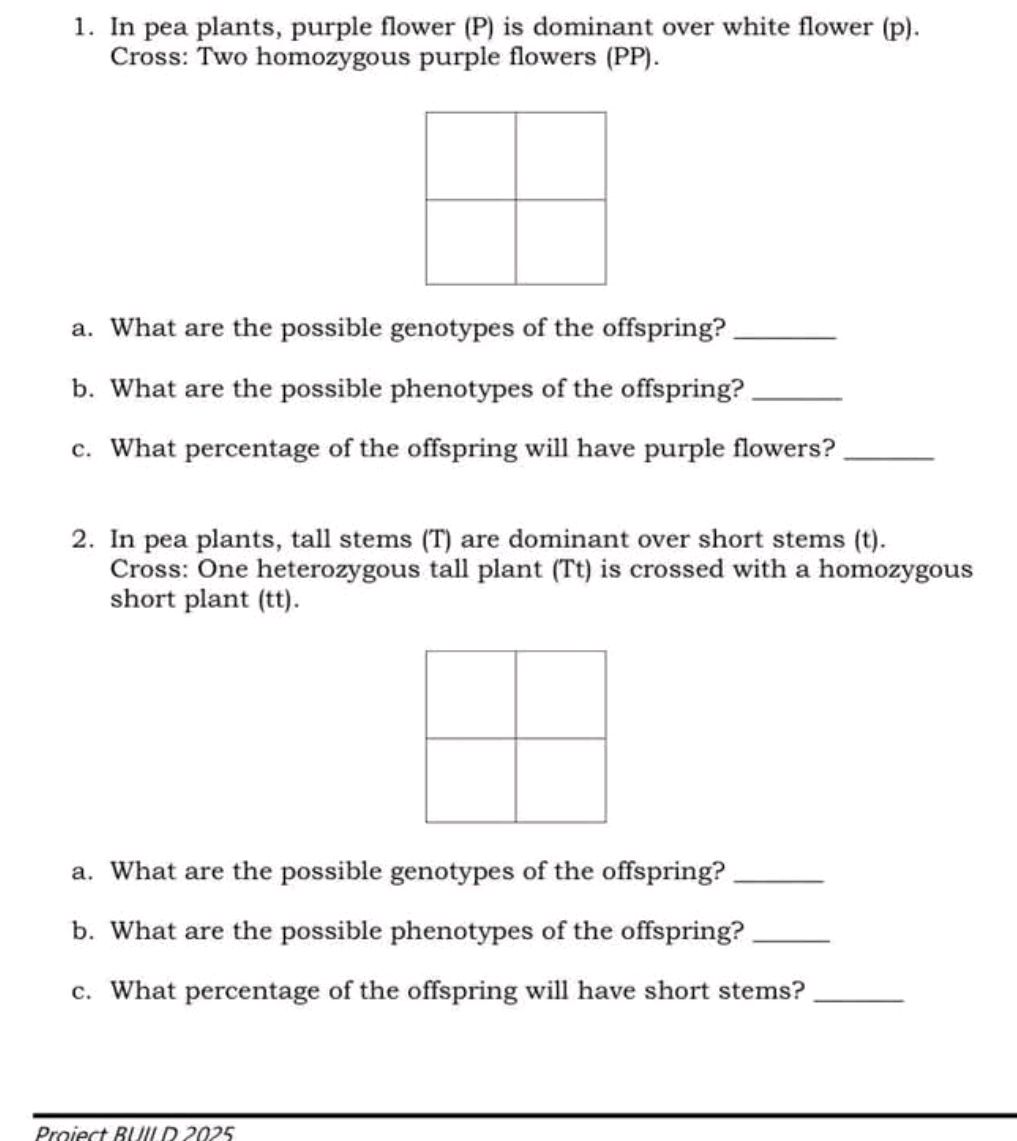 In pea plants, purple flower (P) is dominant | StudyX