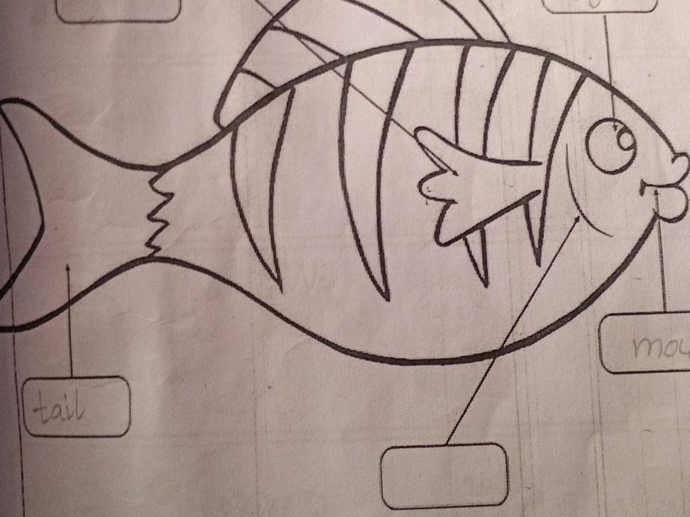 Label the parts of the fish. Tail Fin Eye