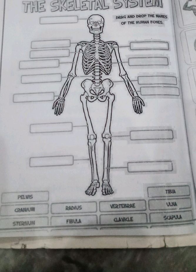 THE SKELETAL SYSTEM DRAG AND DROP THE NAMES