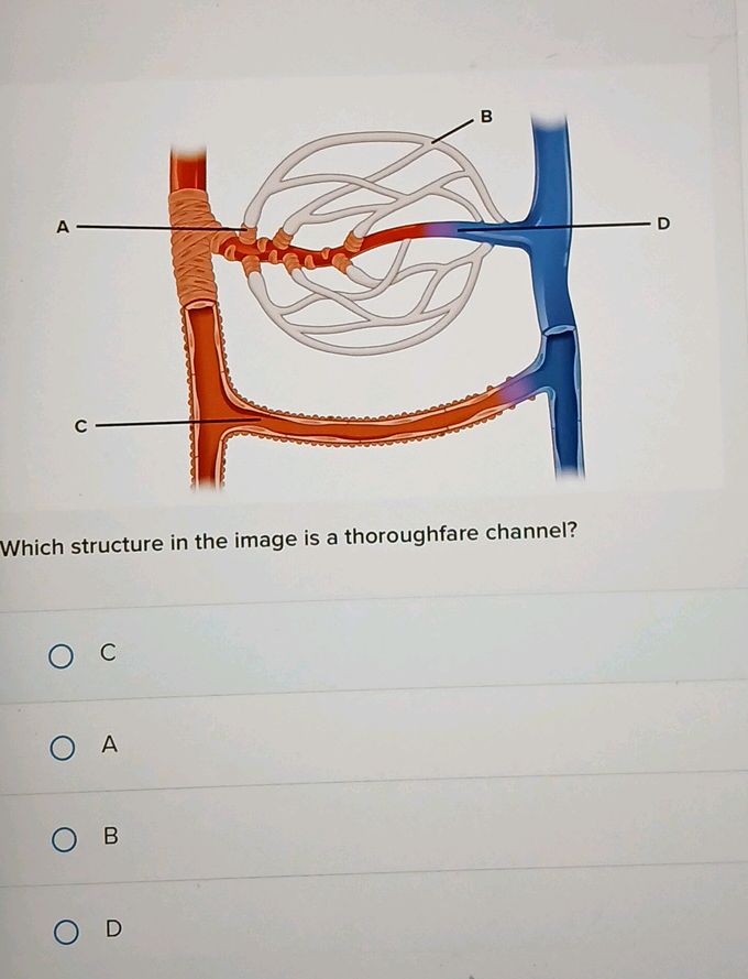 Which structure in the image is a
