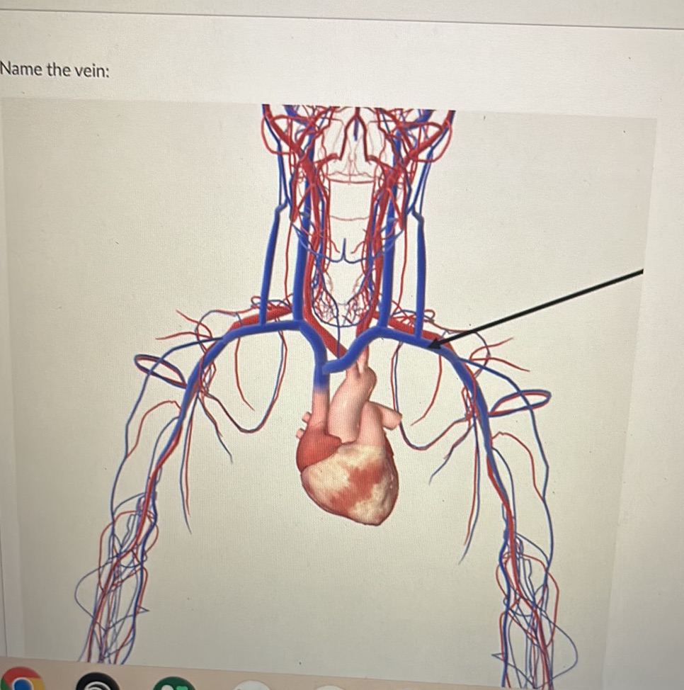 Name the vein: The image shows a diagram of | StudyX