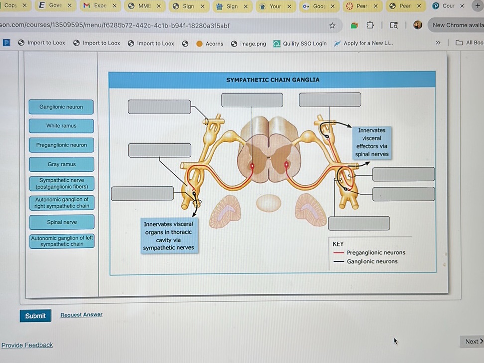 The image is a diagram of the sympathetic