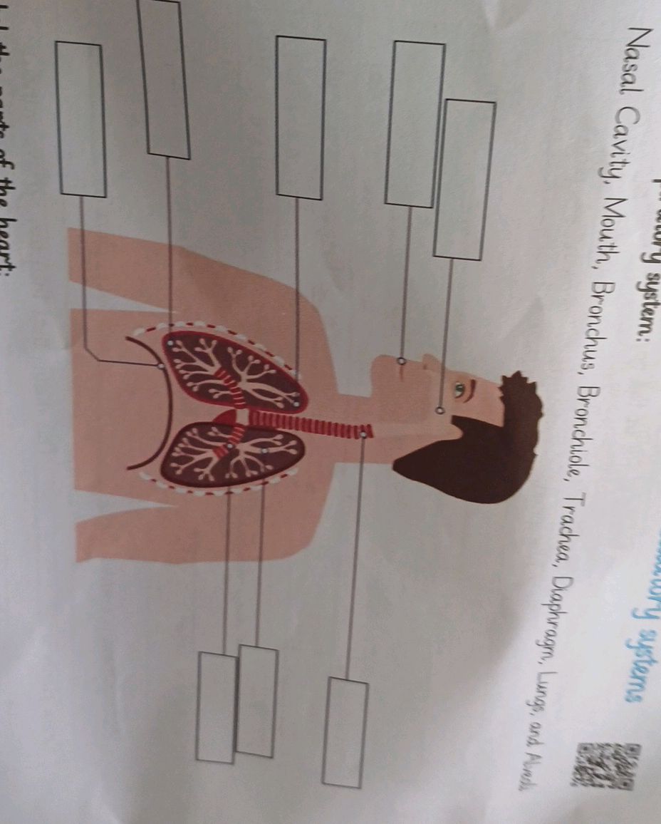 Identify the parts of the respiratory | StudyX