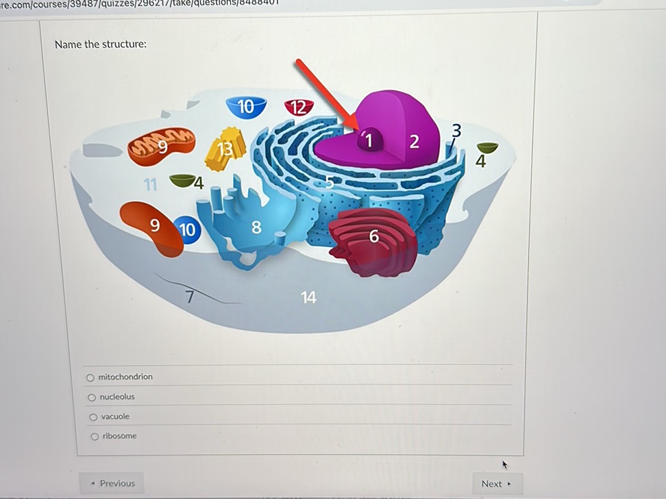 Name the structure: * mitochondrion * | StudyX