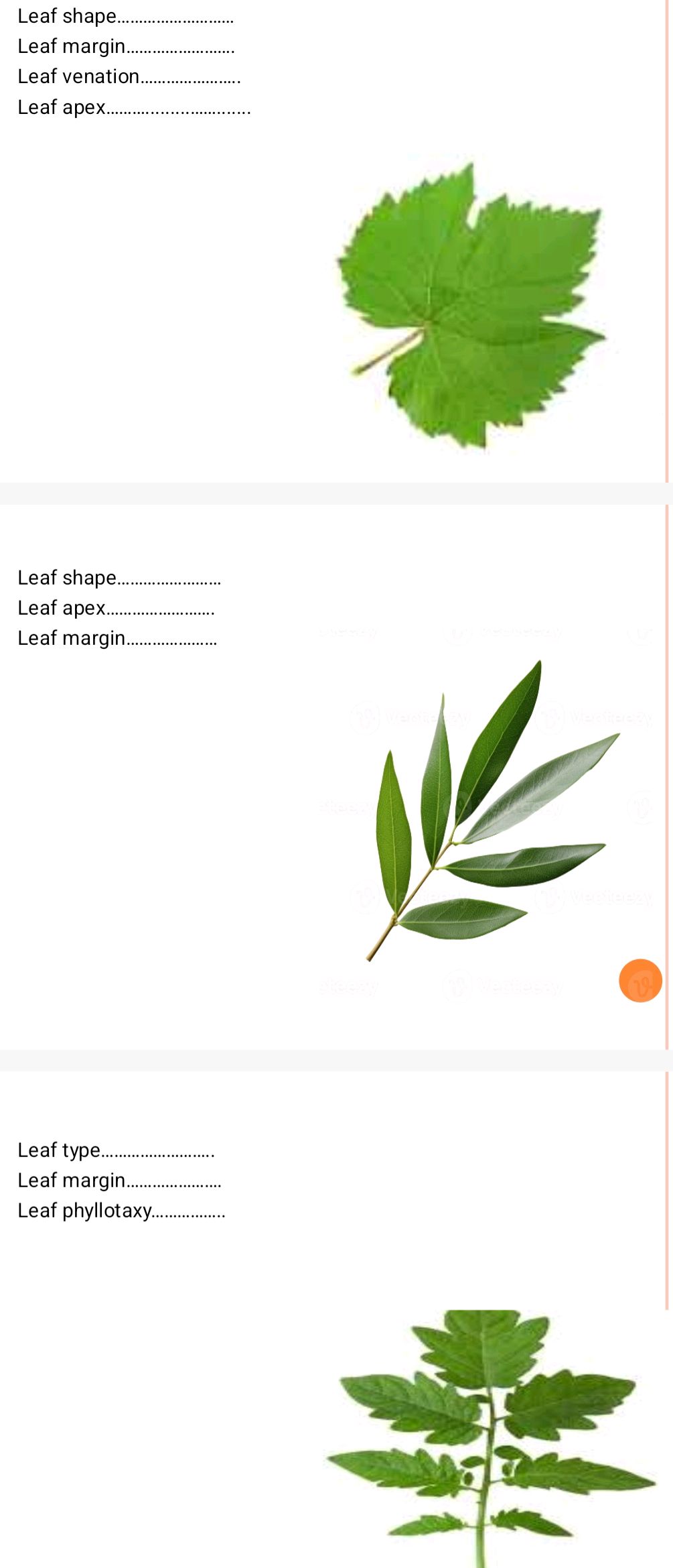 Leaf shape. Leaf margin. Leaf venation. Leaf | StudyX