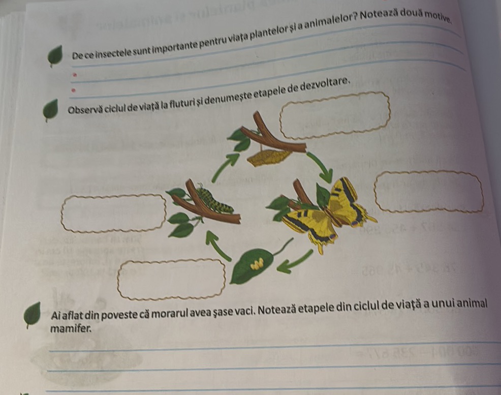 De ce insectele sunt importante pentru viața | StudyX