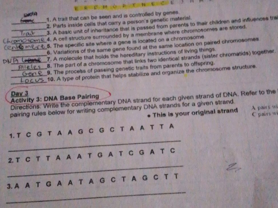Activity 3: DNA Base Pairing Directions: