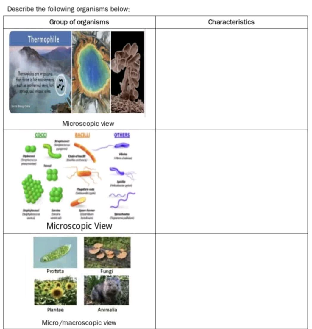 Describe the following organisms below: | | StudyX