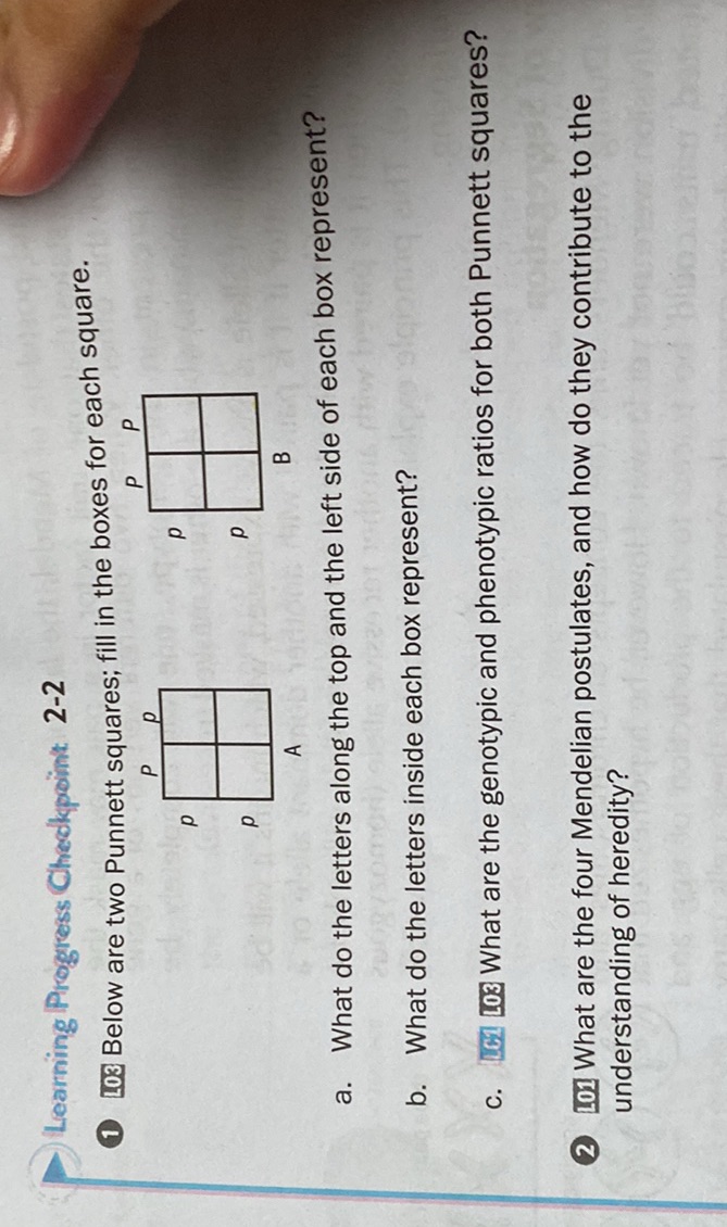 Below are two Punnett squares; fill in the | StudyX