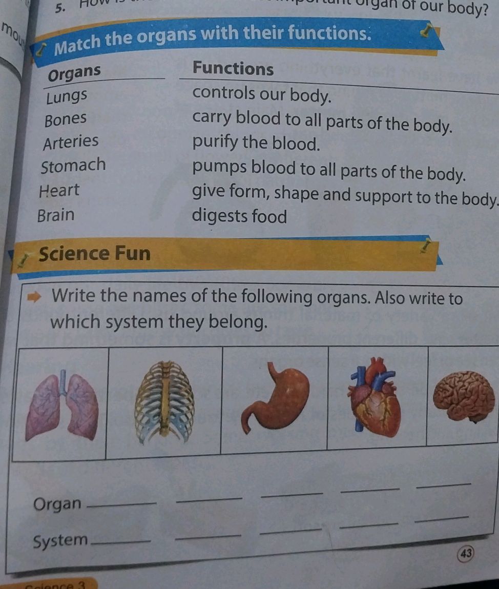 Match the organs with their functions. | | StudyX