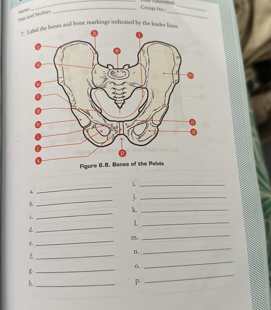 7. Label the bones and bone markings | StudyX