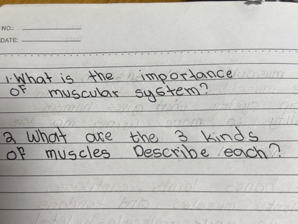 1. What is the importance of muscular | StudyX