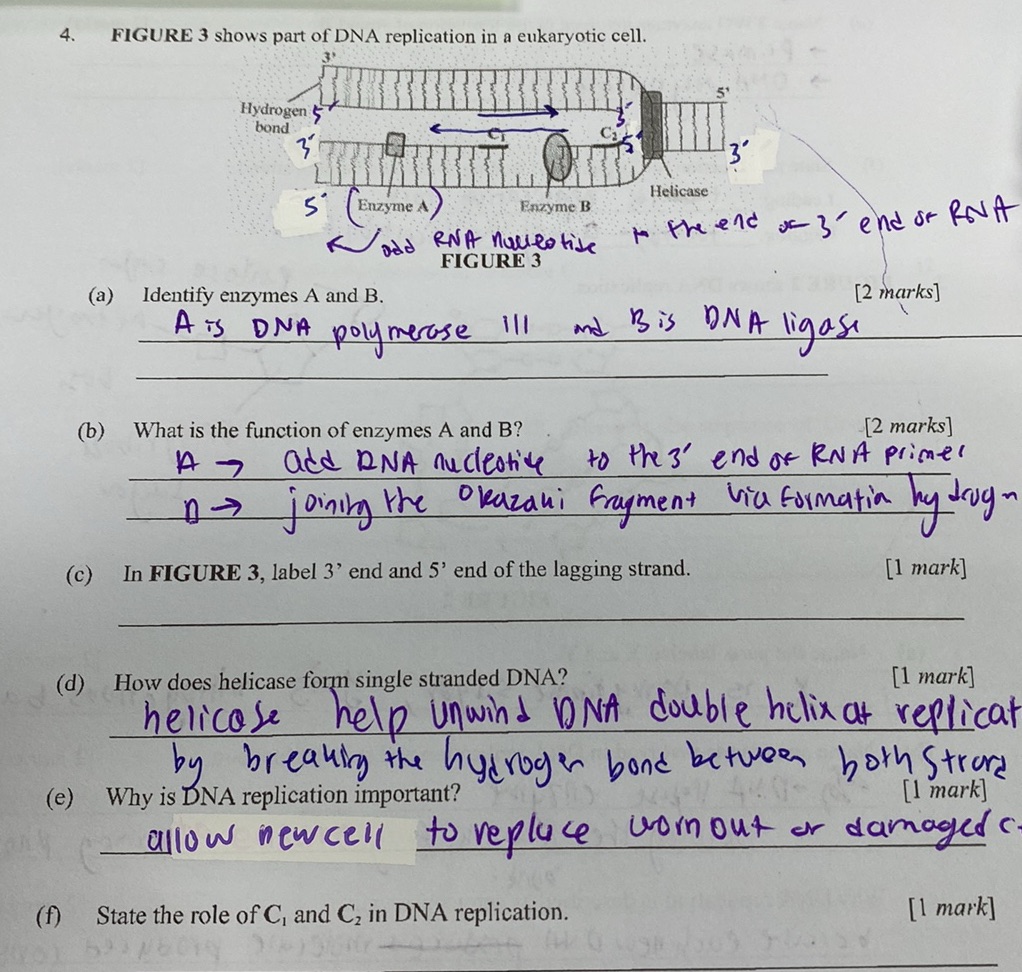 4. FIGURE 3 shows part of DNA replication in | StudyX
