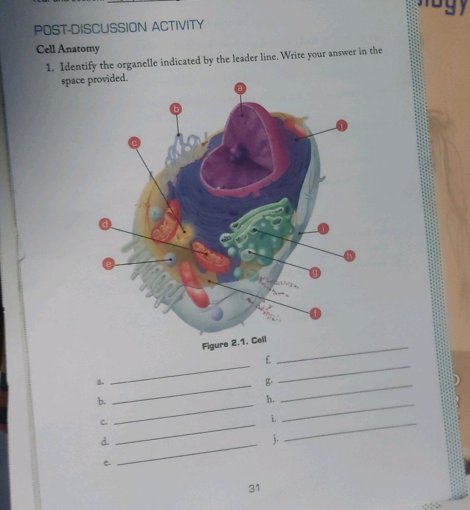 POST-DISCUSSION ACTIVITY Cell Anatomy 1. | StudyX