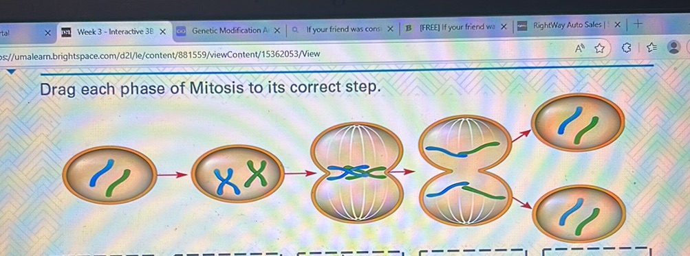 Drag each phase of Mitosis to its correct | StudyX