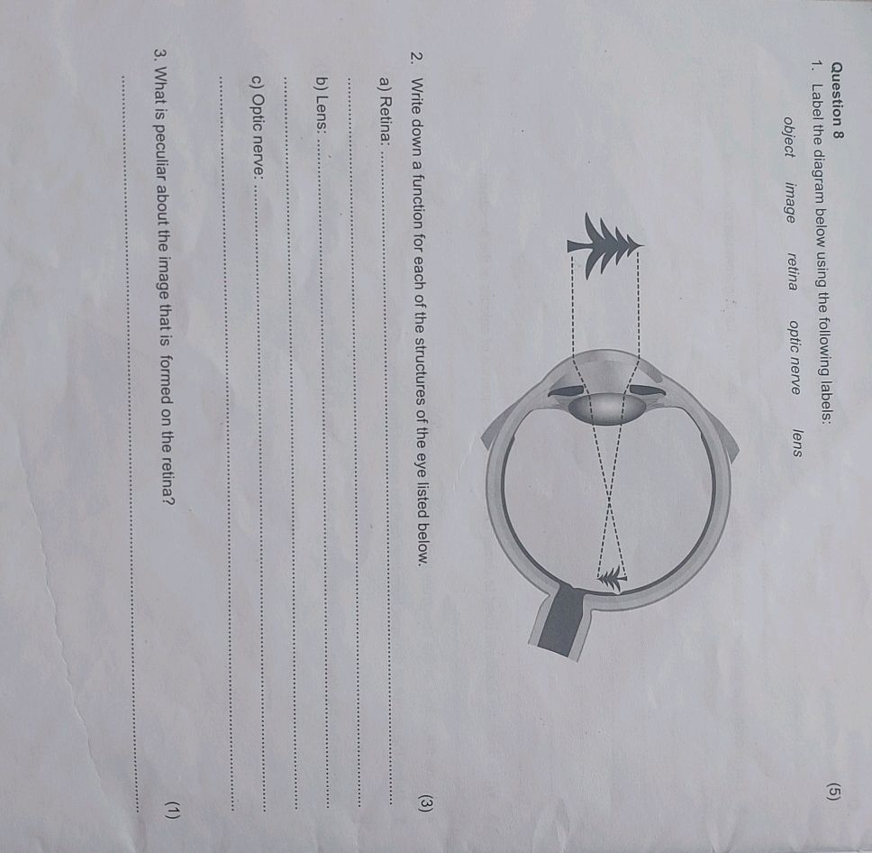 Question 8 1. Label the diagram below using | StudyX