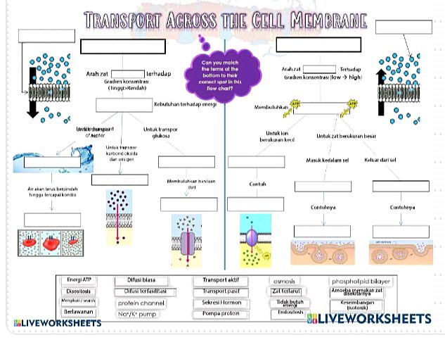 TRANSPORT ACROSS THE CELL MEMBRANE Can you | StudyX