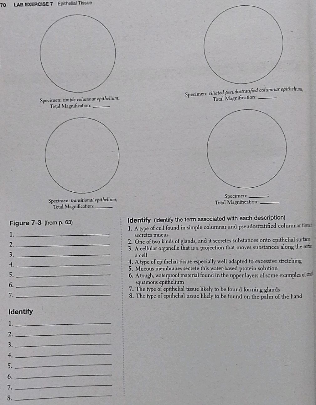 Specimen: simple columnar epithelium, Total | StudyX