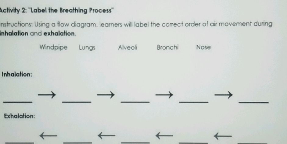 Activity 2: "Label the Breathing Process" | StudyX