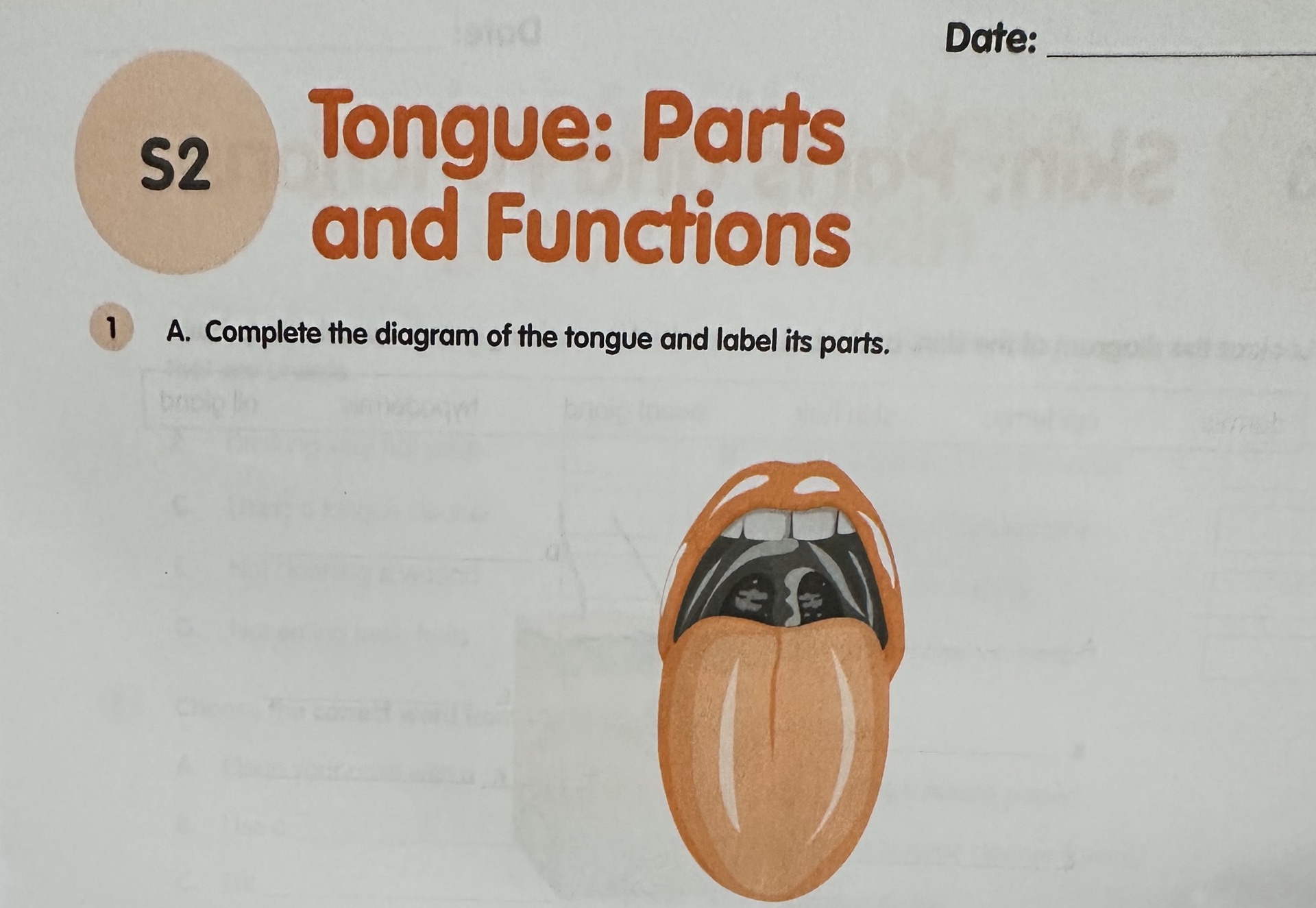 S2 Tongue: Parts and Functions 1 A. Complete | StudyX