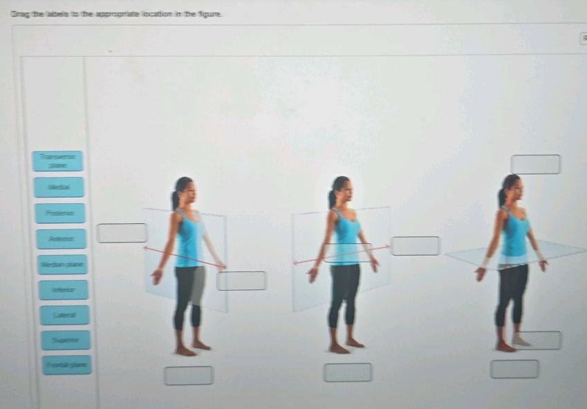 Drag the labels to the appropriate location | StudyX