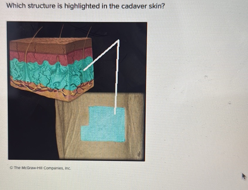 Which structure is highlighted in the | StudyX