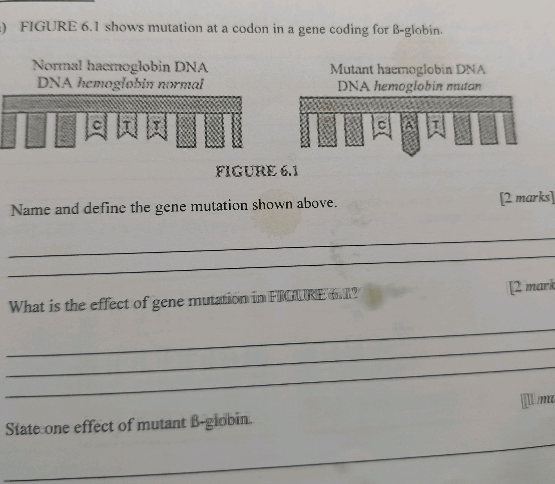 a) FIGURE 6.1 shows mutation at a codon in a | StudyX