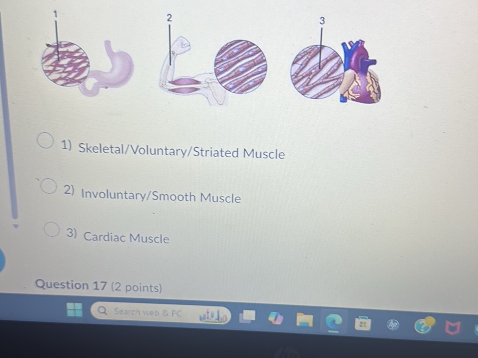 1) Skeletal/Voluntary/Striated Muscle 2) | StudyX