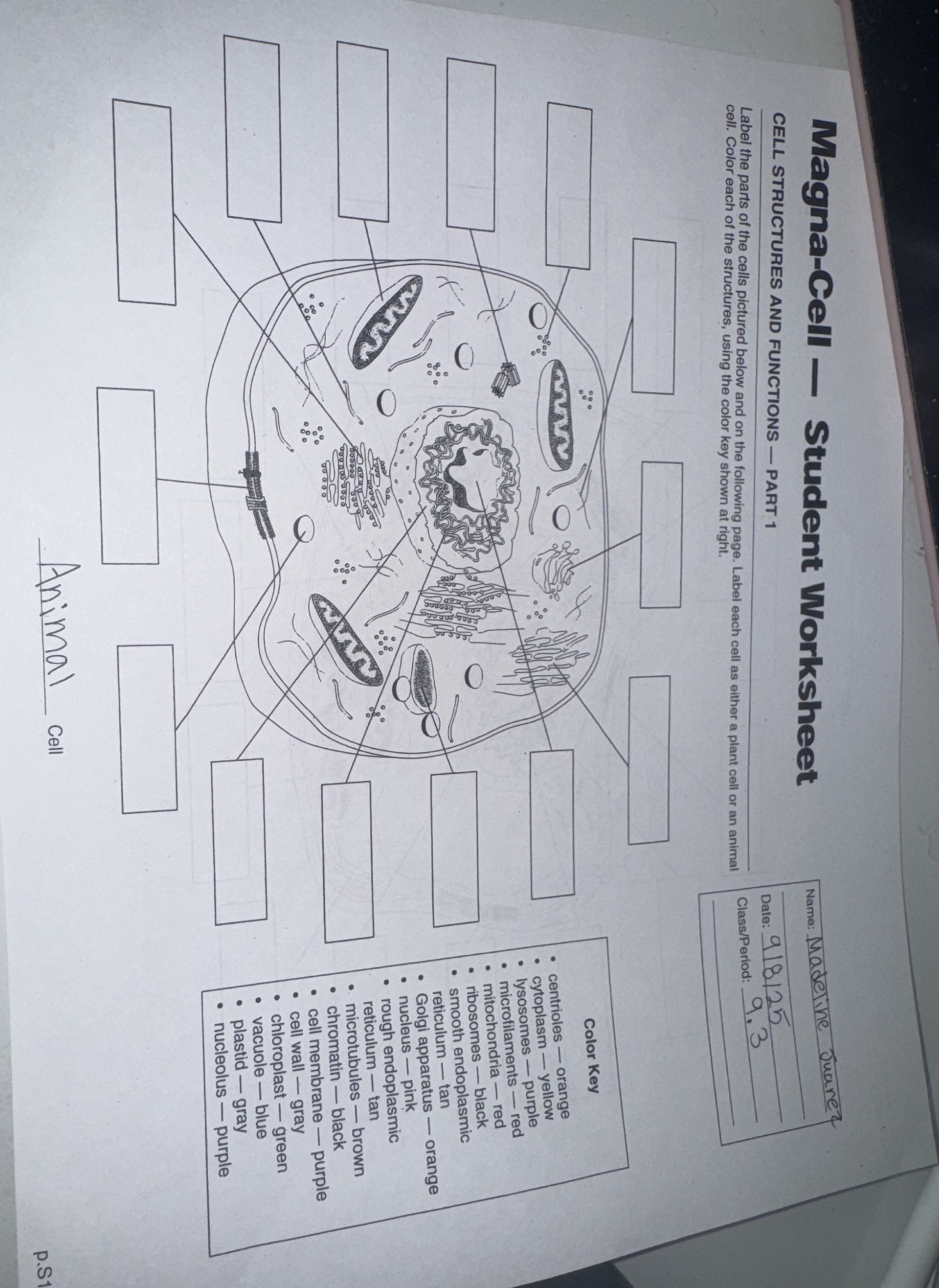 Label the parts of the cells pictured below | StudyX