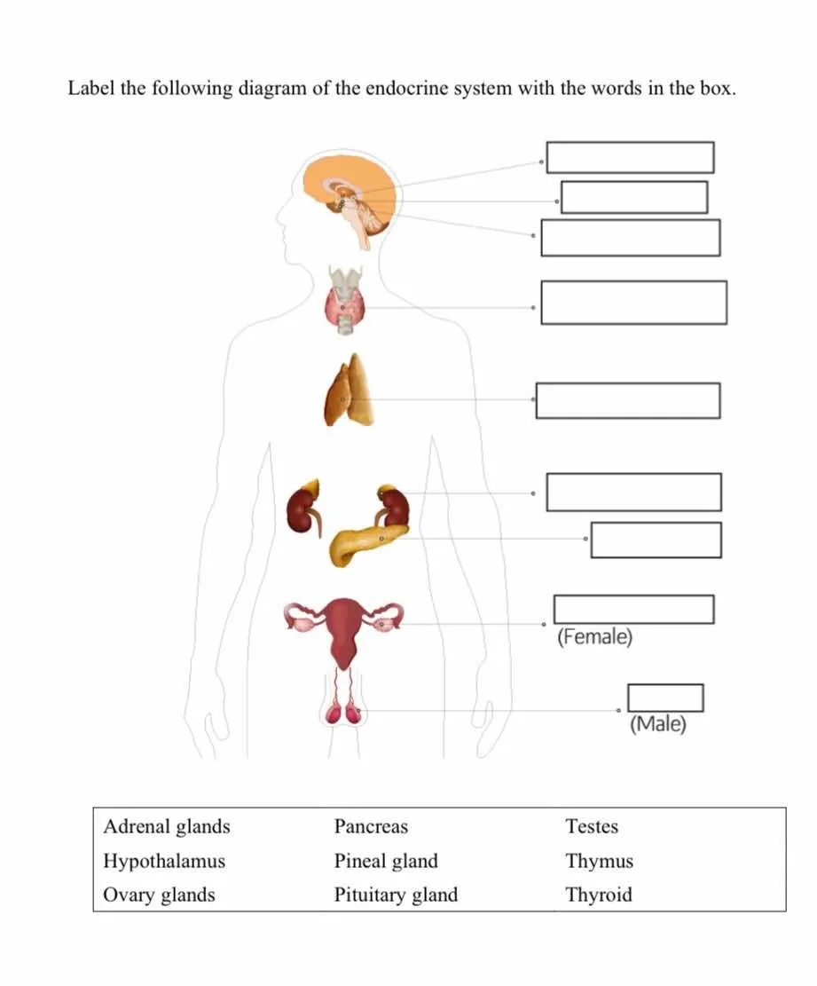 Label the following diagram of the endocrine | StudyX