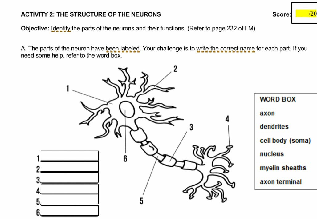ACTIVITY 2 THE STRUCTURE OF THE NEURONS | StudyX