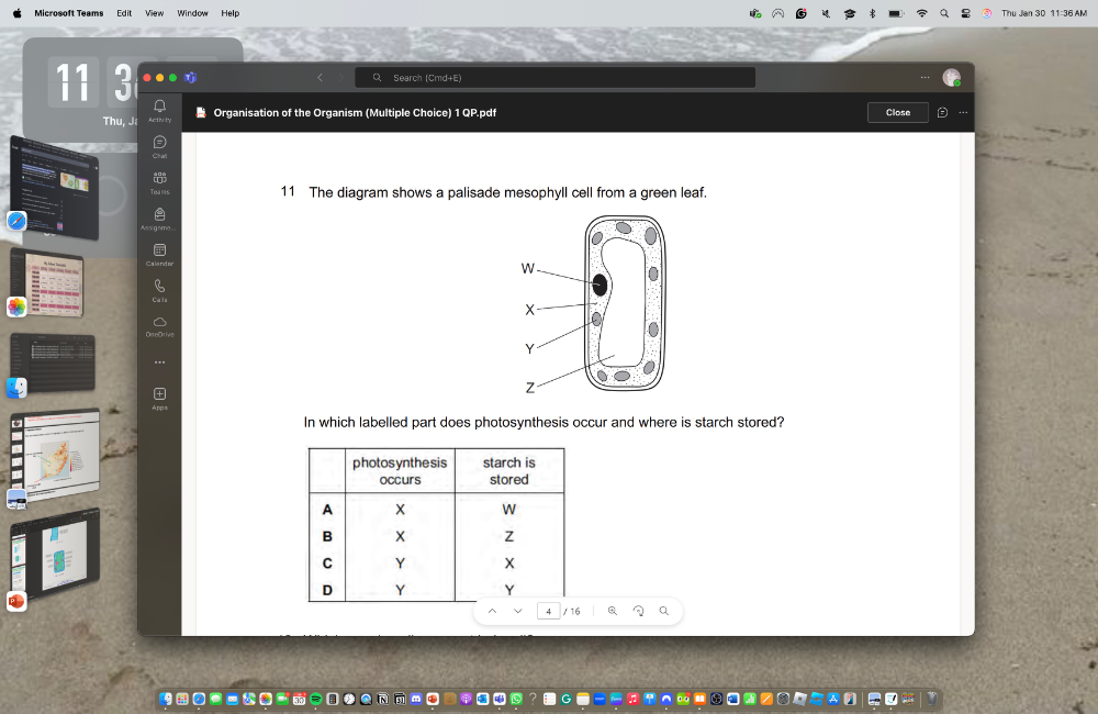 11 The diagram shows a palisade mesophyll | StudyX