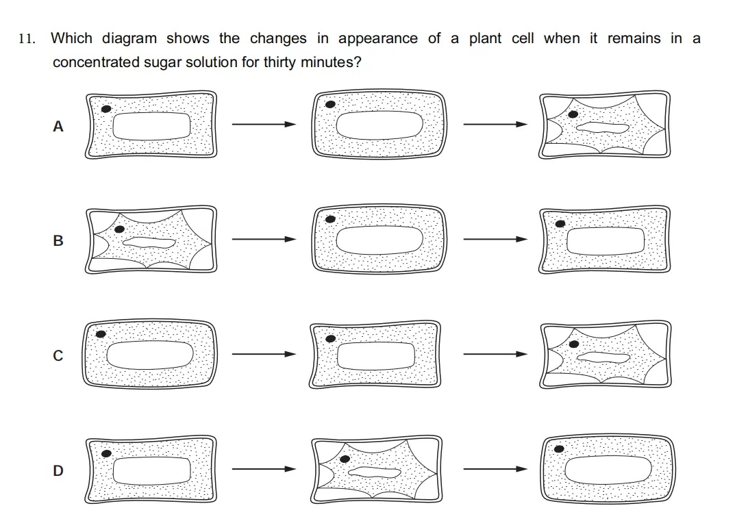 11 Which diagram shows the changes in | StudyX